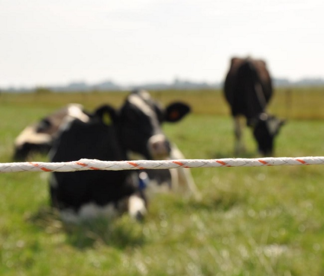 Filo Conduttore Varie Misure/Colori Vidoflex PowerLine 6 GALLAGHER per ...